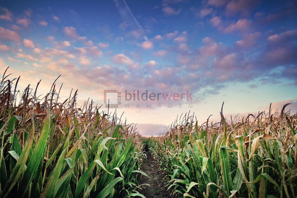 Maisfeld | bilderwerk Hamburg