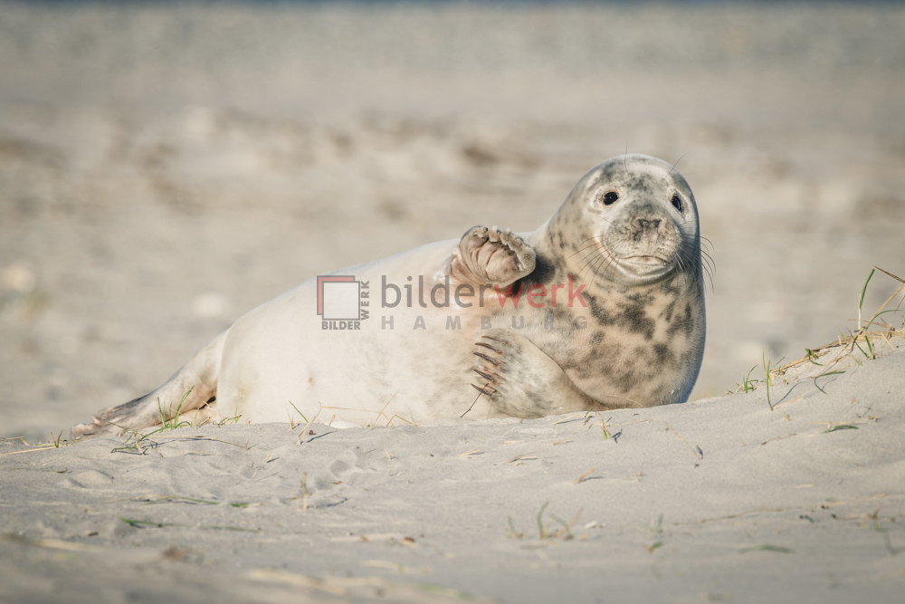 Winkende Robbe | bilderwerk Hamburg