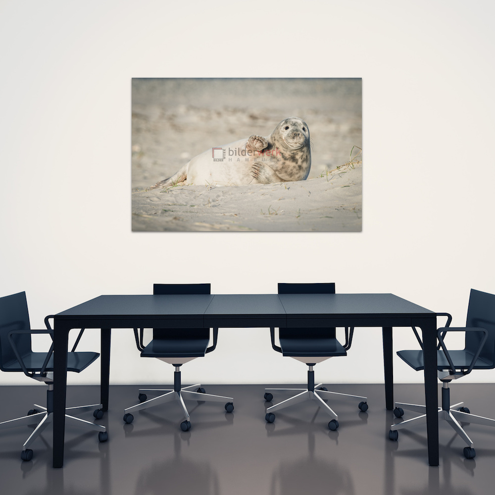 Winkende Robbe | bilderwerk Hamburg