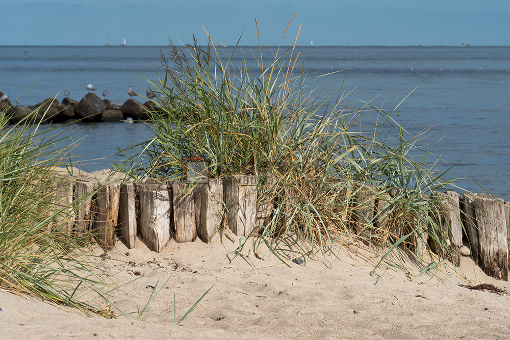 Natur am Strand | bilderwerk Hamburg