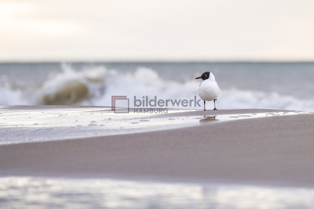 Möwe am Strand | Fotokunst von der Ostsee beim bilderwerk Hamburg